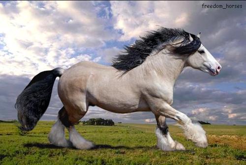 gypsyVanner
