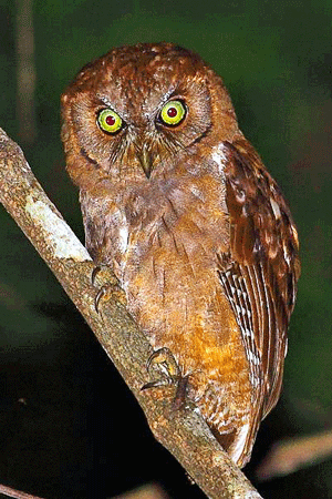 Rapaces Nocturnas