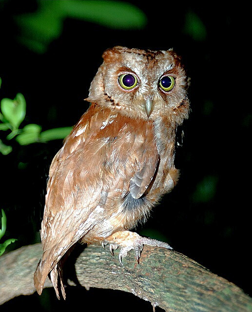 Rapaces Nocturnas