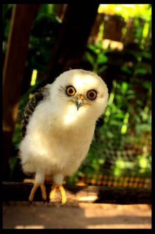 Rapaces Nocturnas